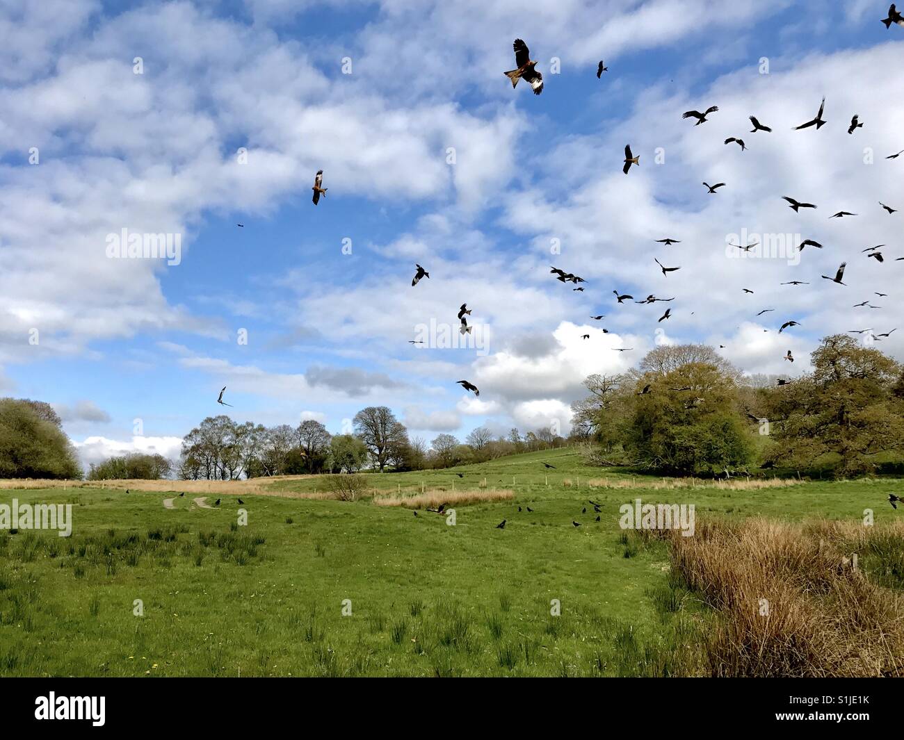 Red kite feeding station hi-res stock photography and images - Alamy