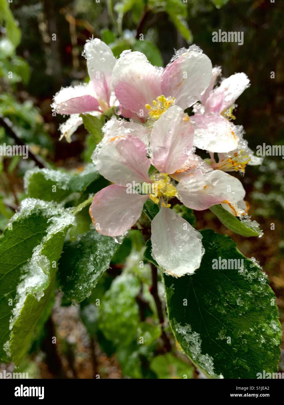 Apple weather hi-res stock photography and images - Alamy