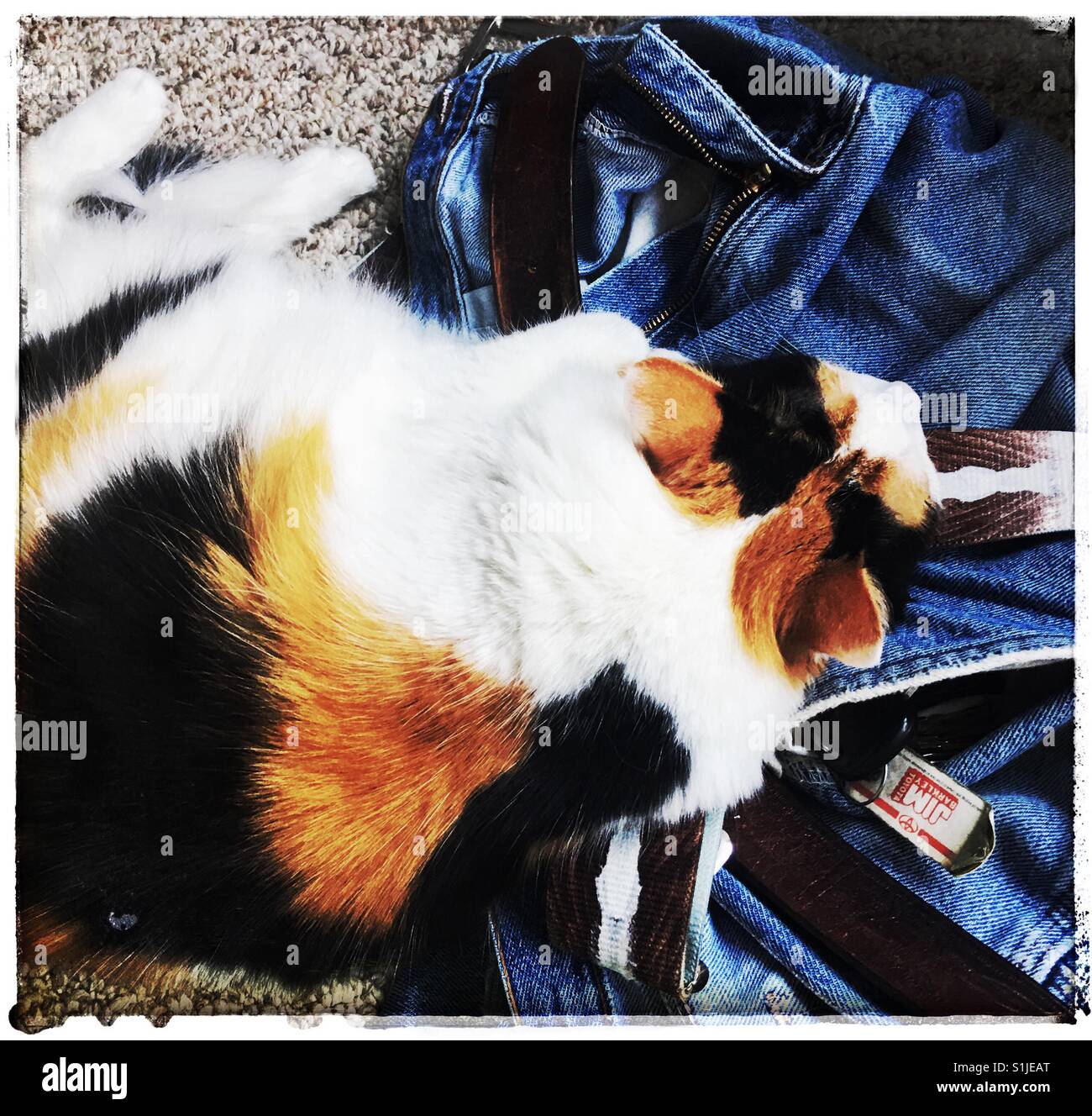 Miss cat hi-res stock photography and images - Alamy