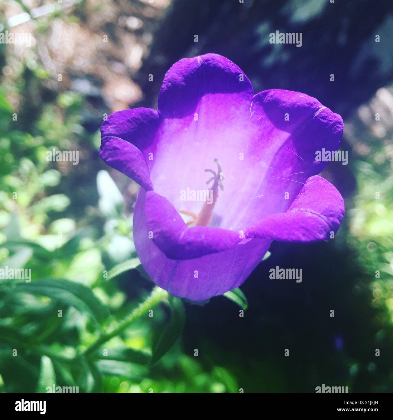 Translucent purple hi-res stock photography and images - Alamy