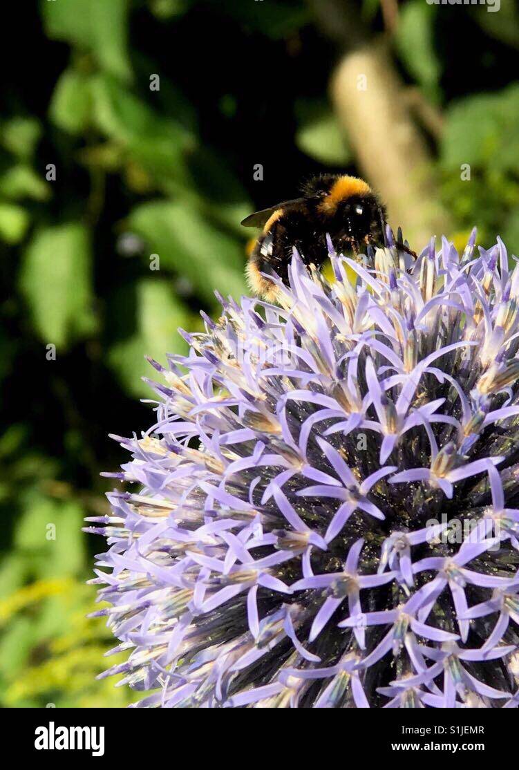 A bee takes pollen from a flower Stock Photo - Alamy