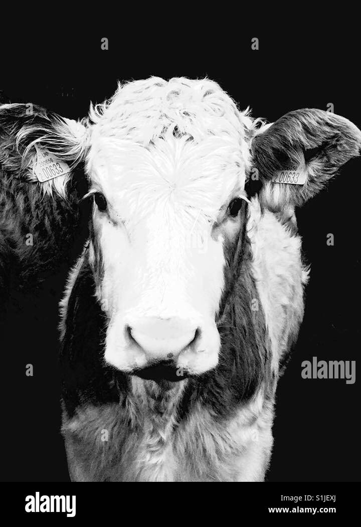 Mad cow Black and White Stock Photos & Images - Alamy