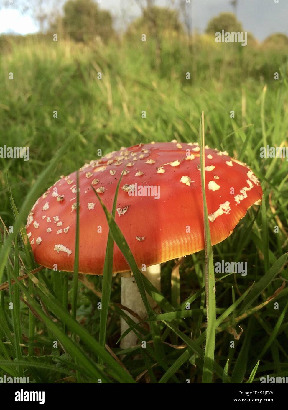 Fairy toadstool hi-res stock photography and images - Alamy