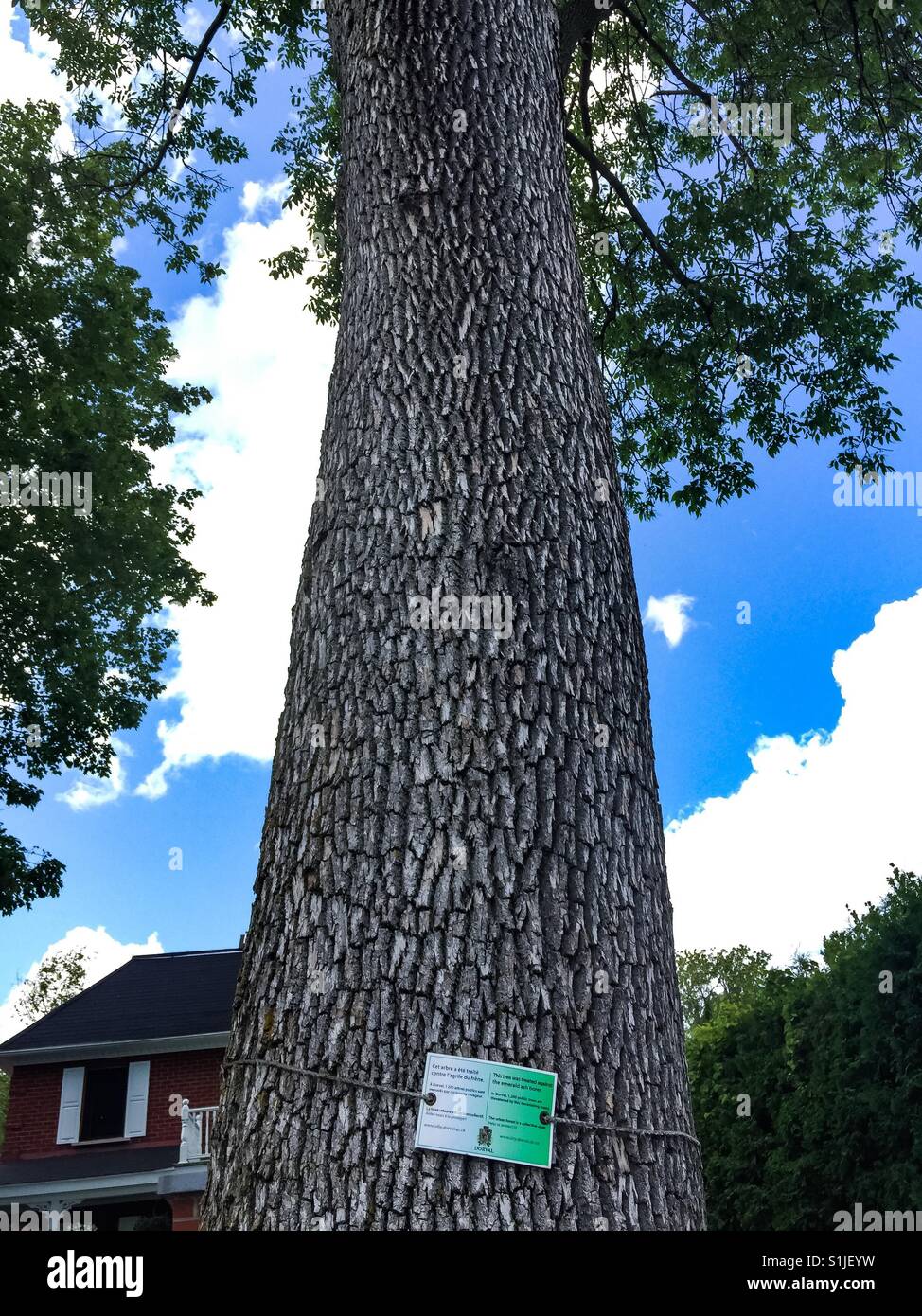 Emerald ash borer hi-res stock photography and images - Alamy