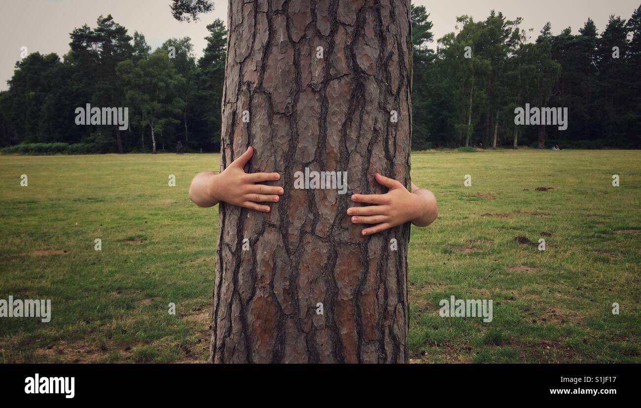 A pair of human hands wrapped around the thick trunk of a tree in a ...
