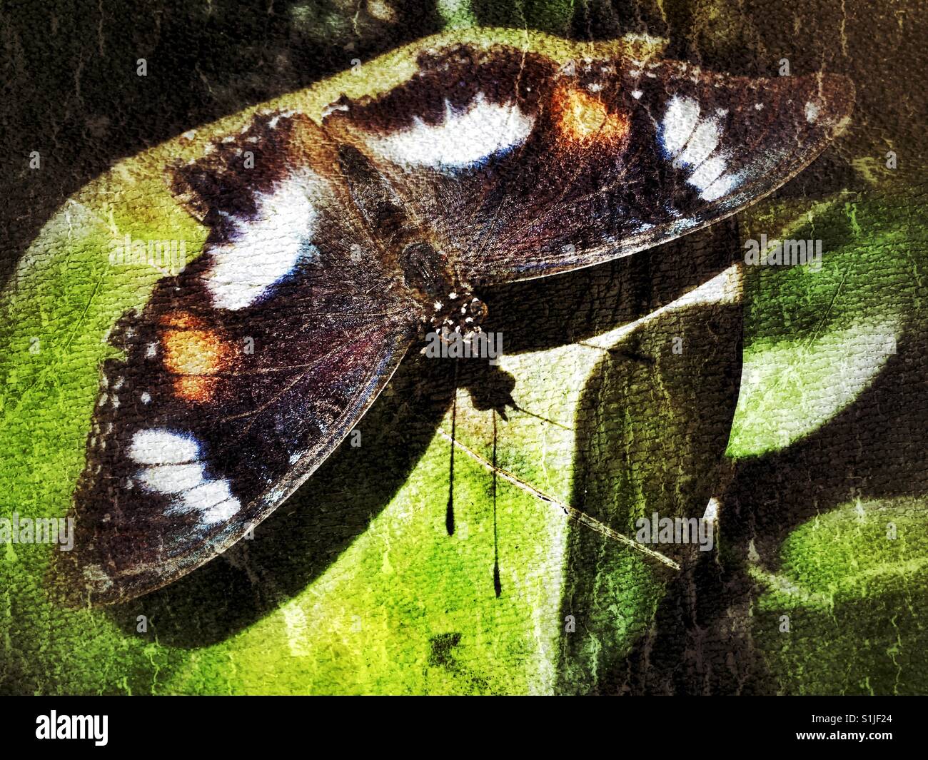Butterfly with damaged wings and a grunge effect Stock Photo - Alamy