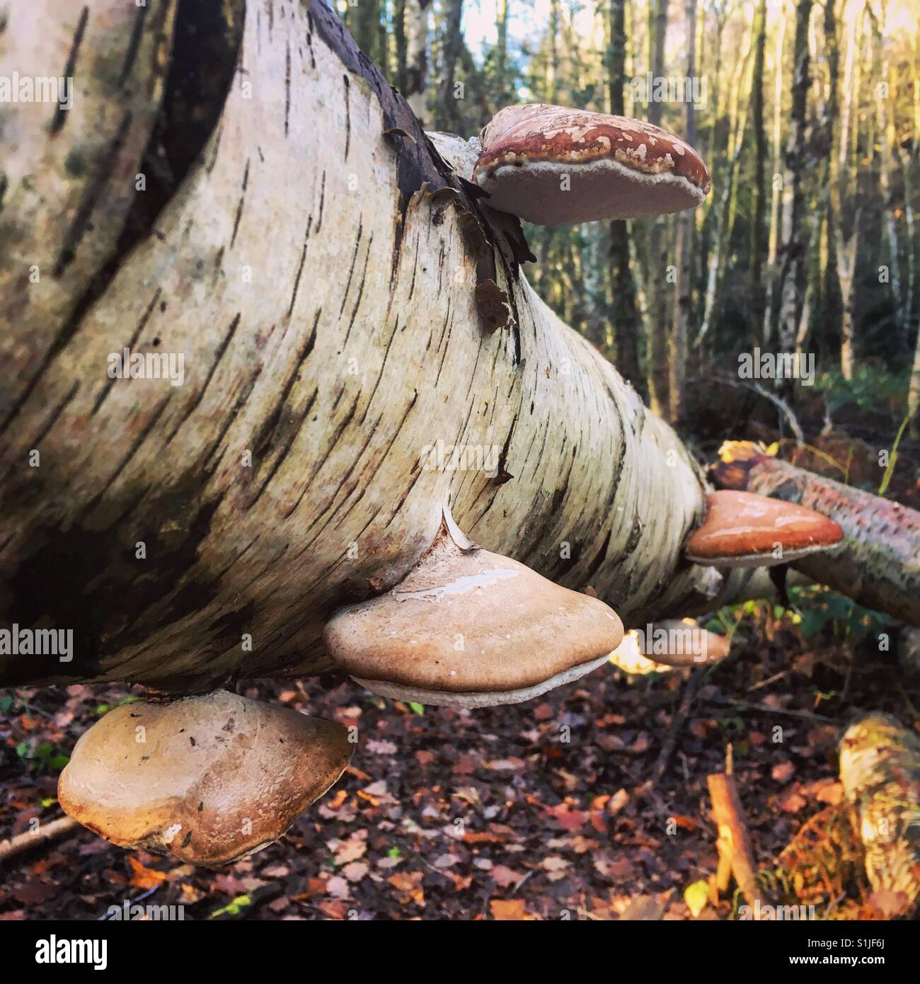Growing on log hi-res stock photography and images - Alamy