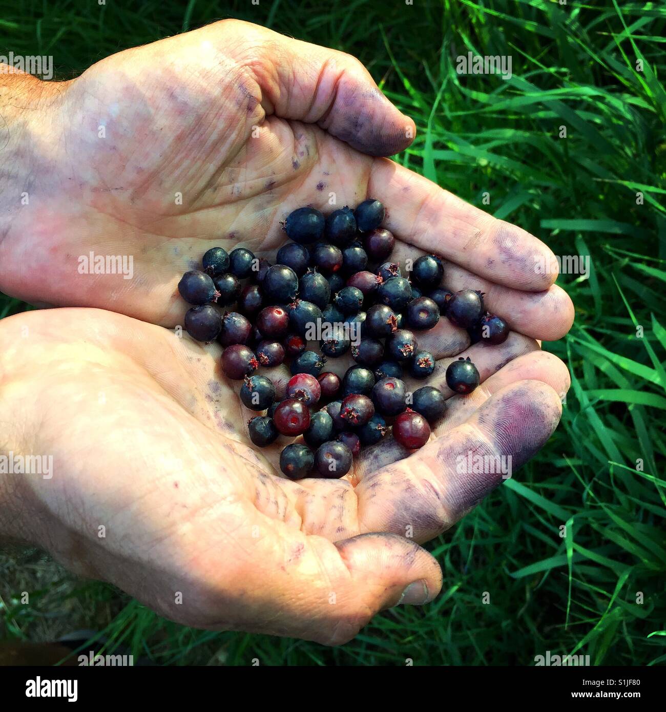 Male hands showing freshly picked Saskatoon berries Stock Photo - Alamy