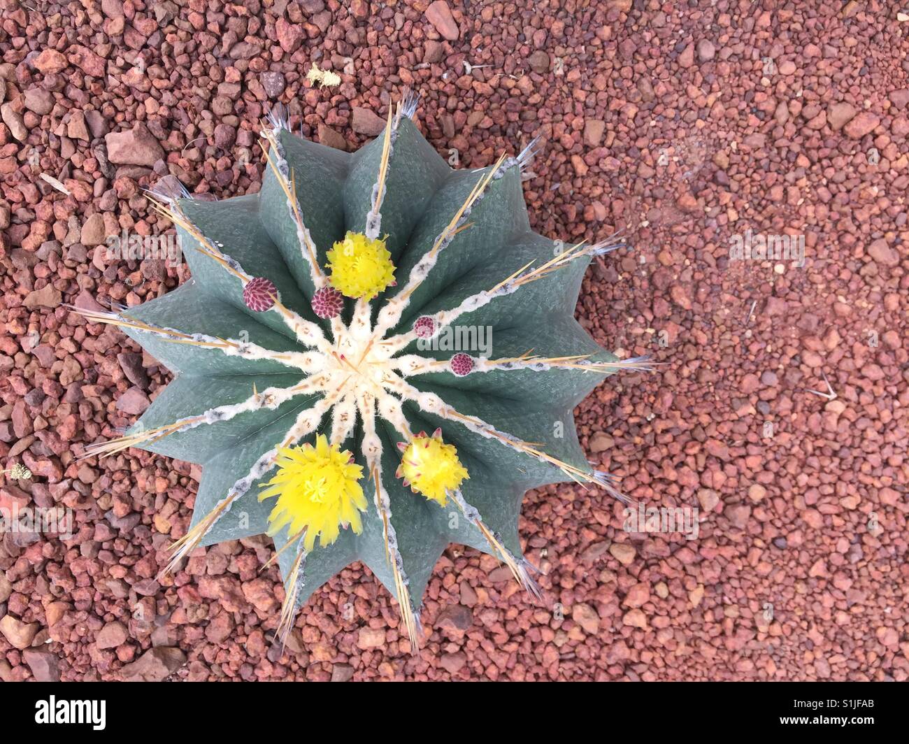 Cactus top view not overhead not aloe hi-res stock photography and ...