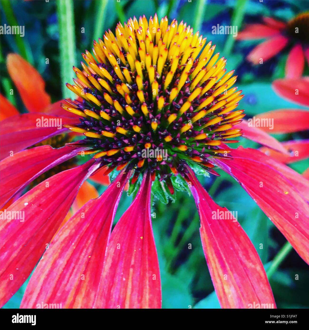 Psychedelic colors hi-res stock photography and images - Alamy