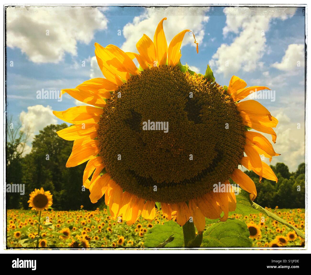 Sunflower face hi-res stock photography and images - Alamy