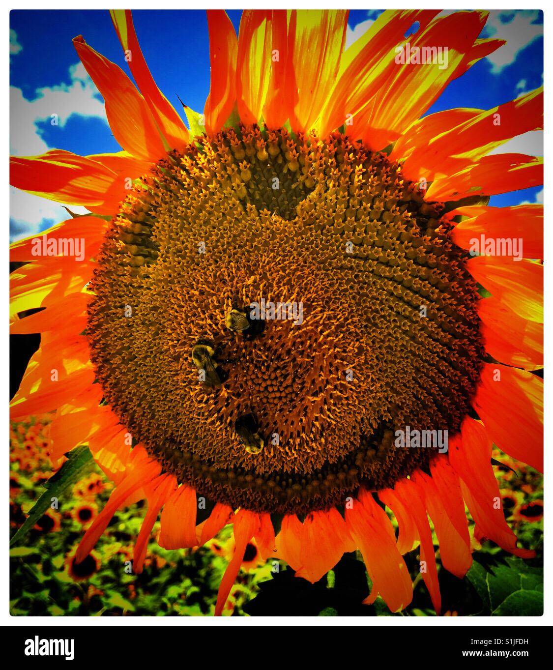 Face on sunflower hi-res stock photography and images - Alamy