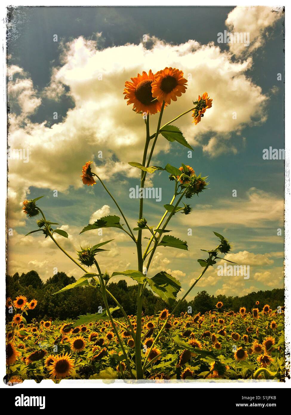 Stalk of sunflower hi-res stock photography and images - Alamy