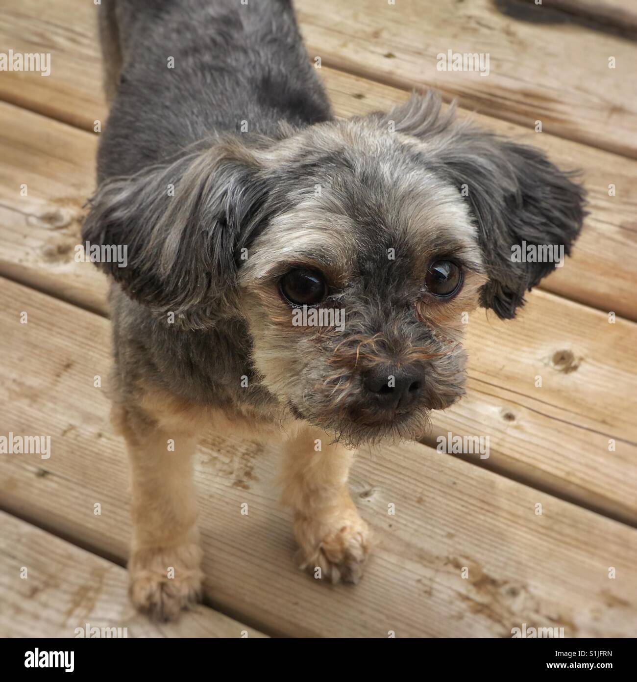 Teacup dog hi-res stock photography and images - Alamy