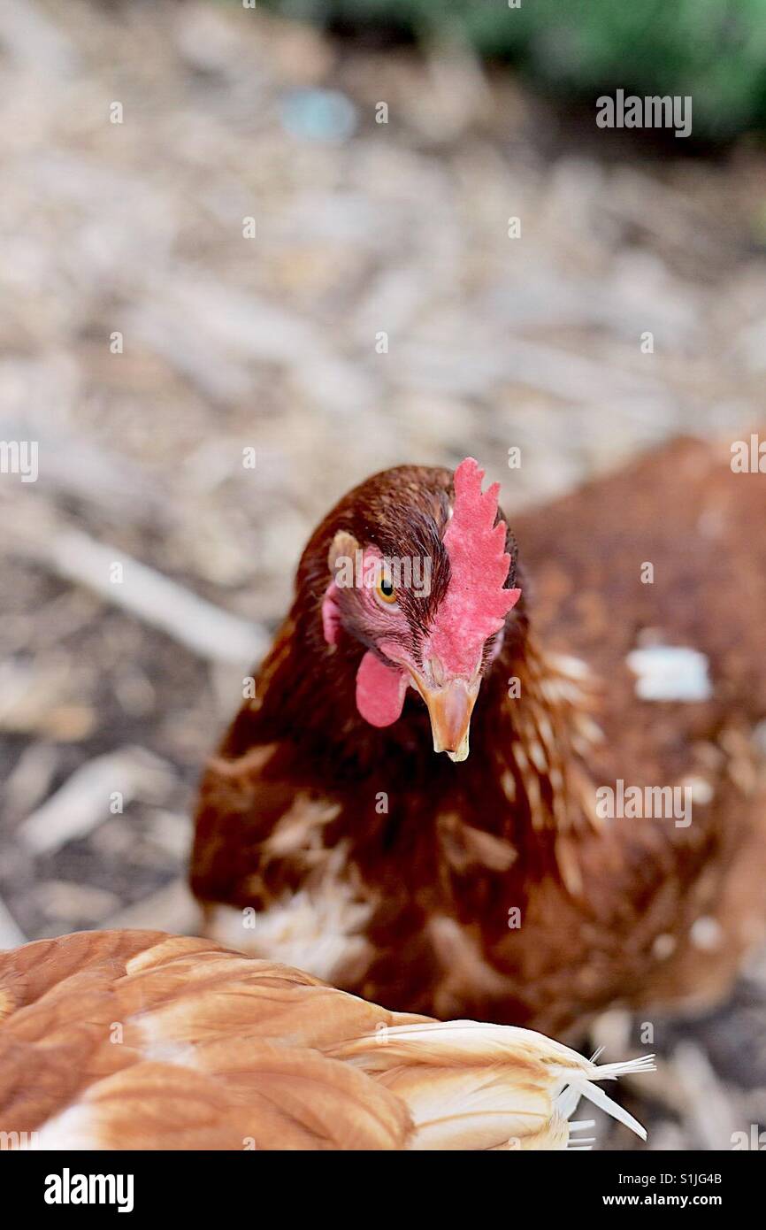 Bay of chickens hi-res stock photography and images - Alamy