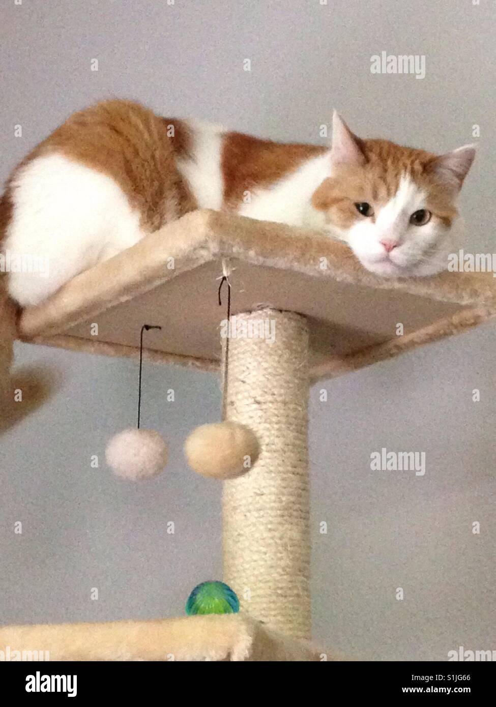 Cat on perch hi-res stock photography and images - Alamy