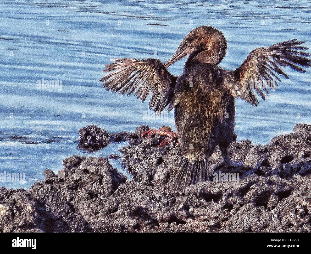 Comoran hi-res stock photography and images - Alamy