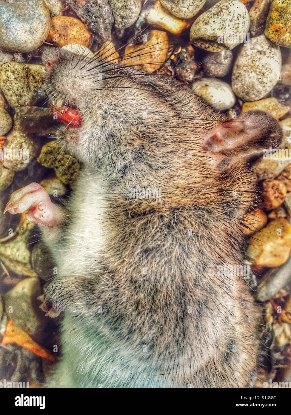 Poisoned rat hi-res stock photography and images - Alamy