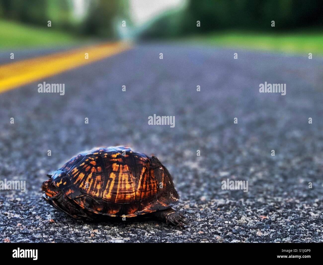 Slow and steady hi-res stock photography and images - Alamy
