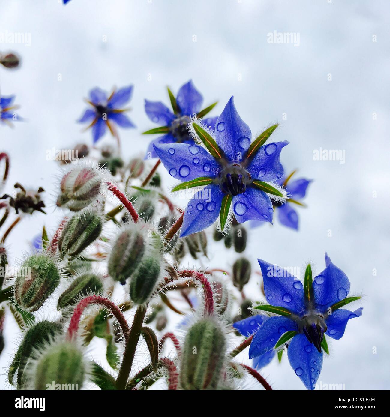 Wild borage hi-res stock photography and images - Alamy