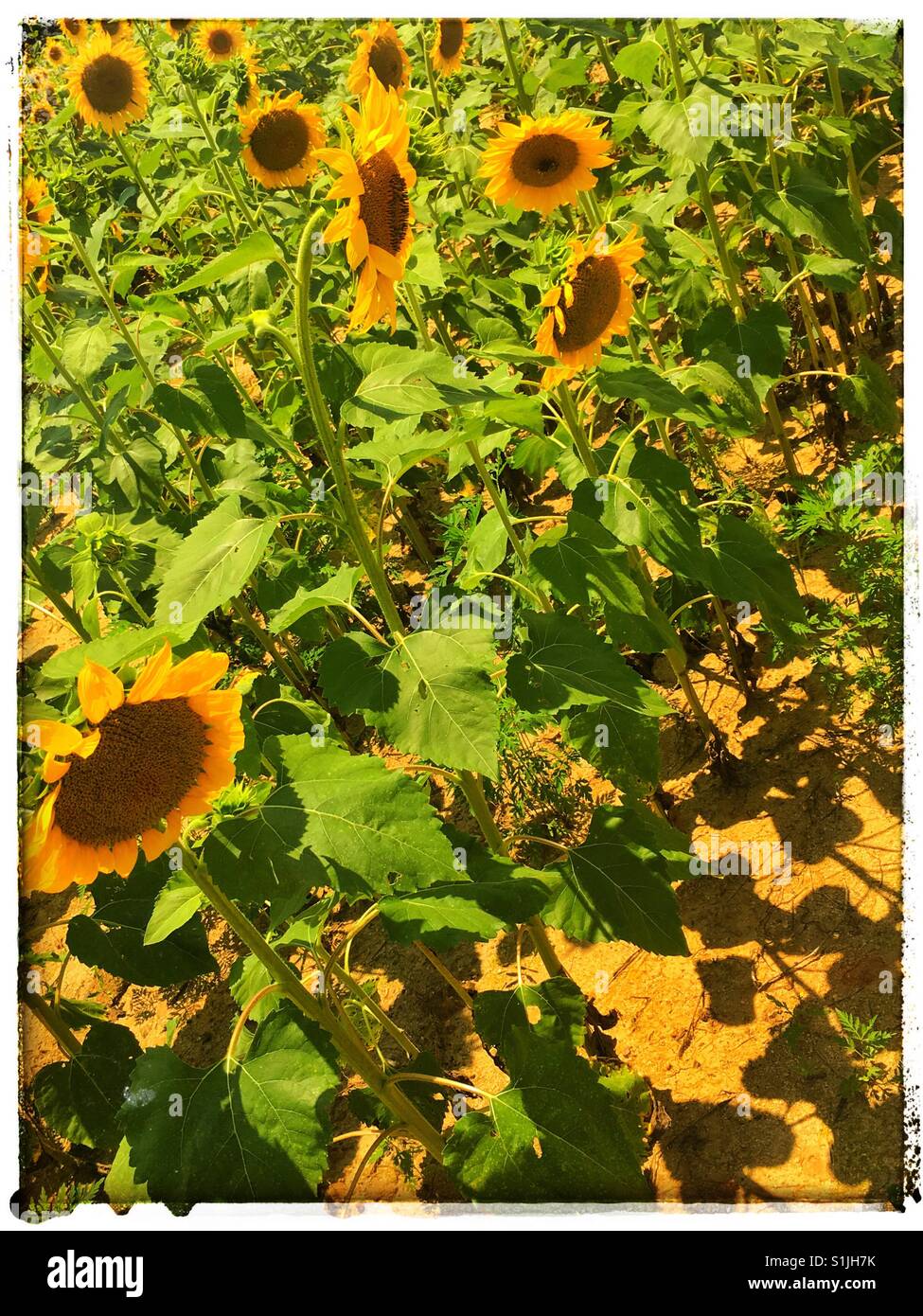 Wild sunflowers hi-res stock photography and images - Alamy