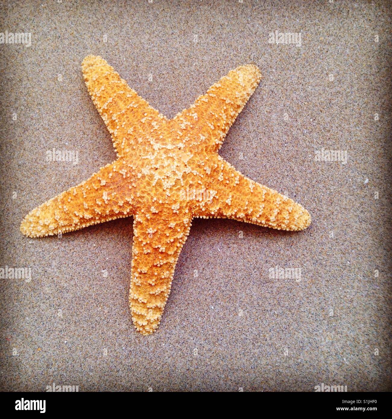 Starfish closeup hi-res stock photography and images - Alamy