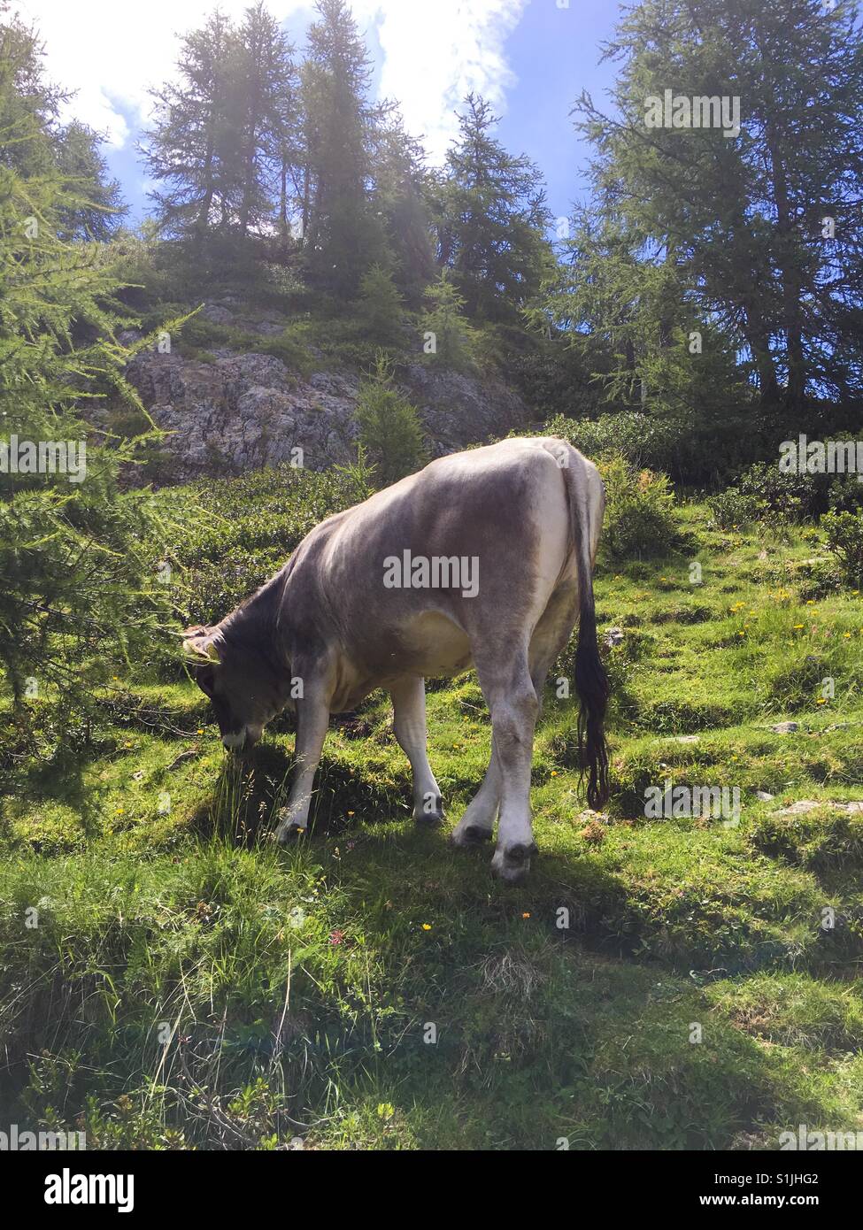 Cow Is Eating Green Grass High Resolution Stock Photography and Images ...