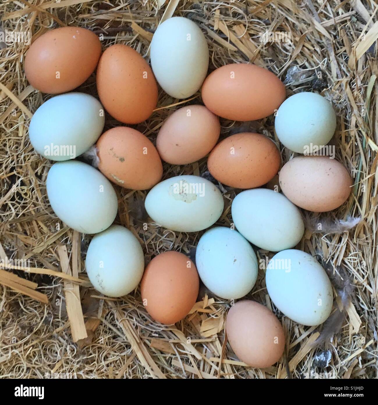 Best eggs hi-res stock photography and images - Alamy