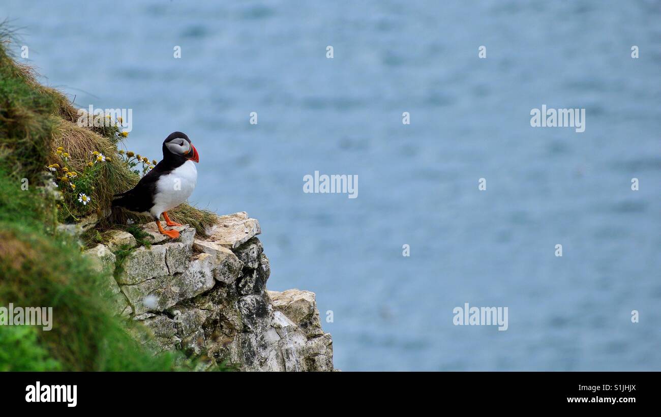 Puffin cliffs hi-res stock photography and images - Alamy
