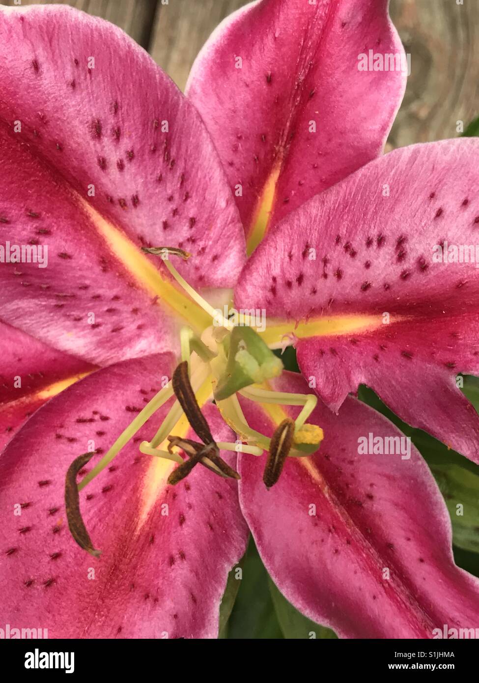 Lily flower close up hi-res stock photography and images - Alamy