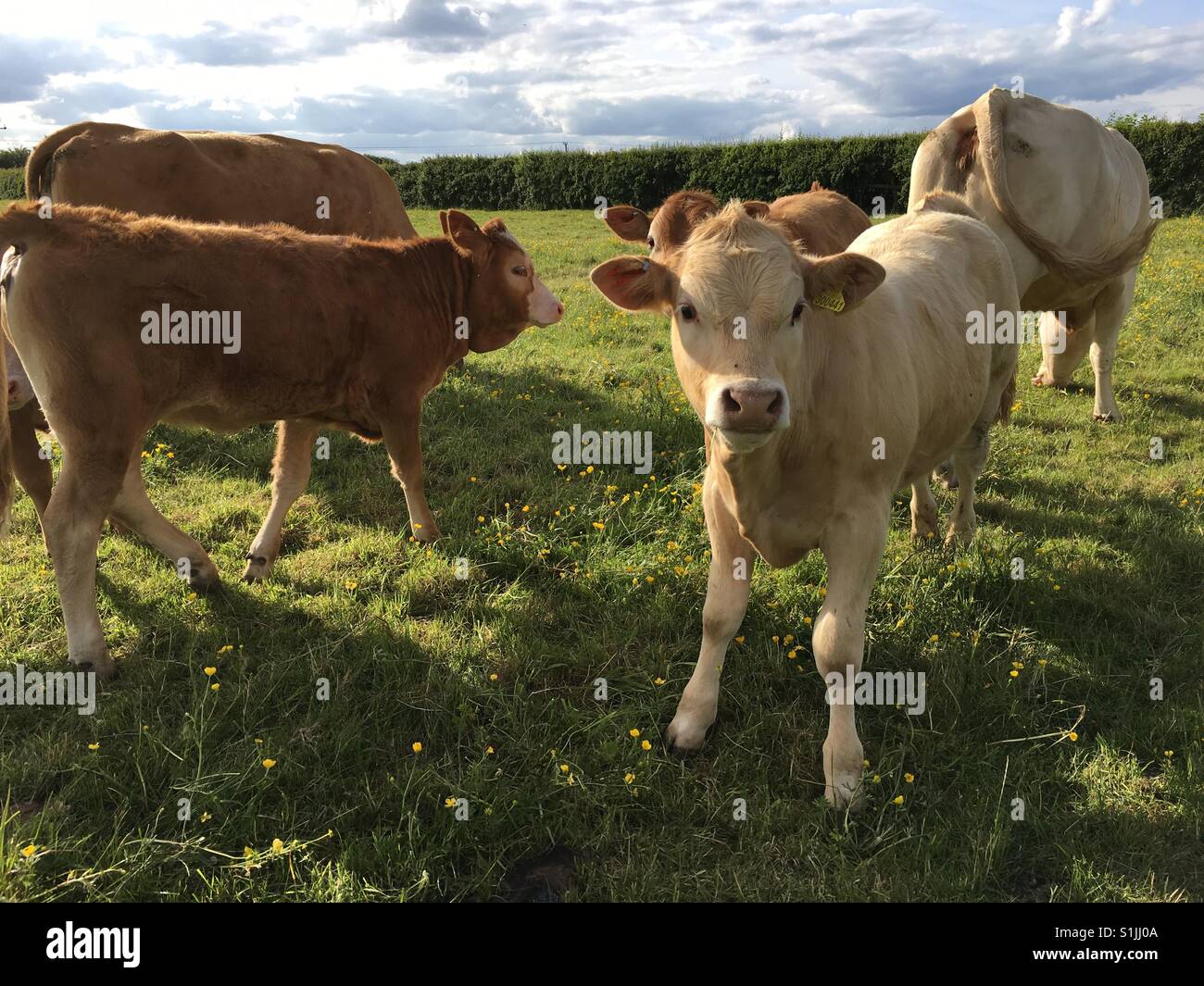 Cow calf field hi-res stock photography and images - Alamy