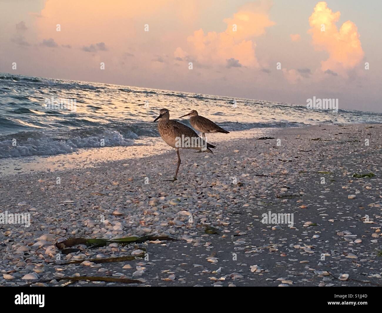 Shore birds hi-res stock photography and images - Alamy