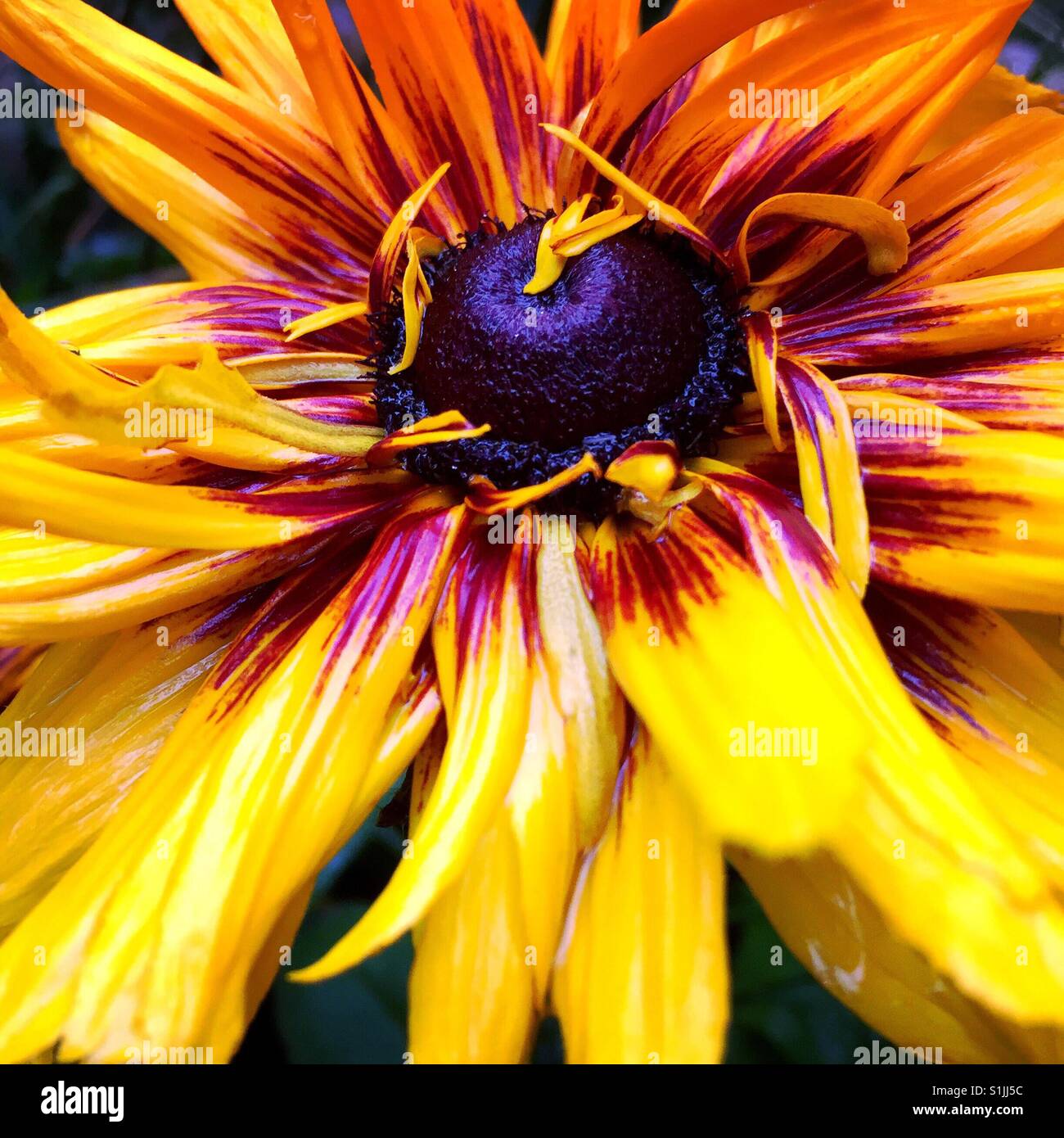 Petals close in windy weather hi-res stock photography and images - Alamy