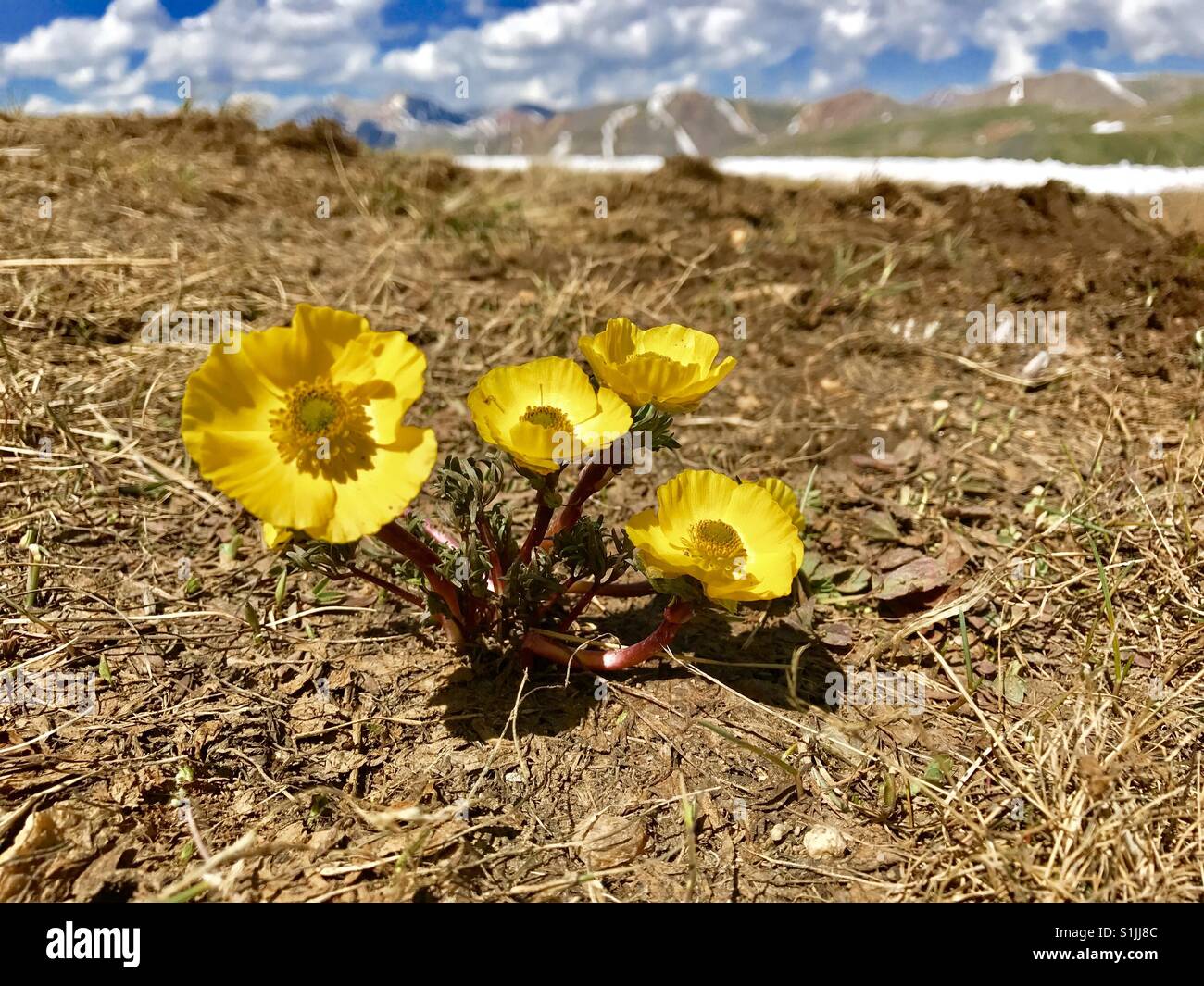 Popping Flowers High Resolution Stock Photography and Images - Alamy