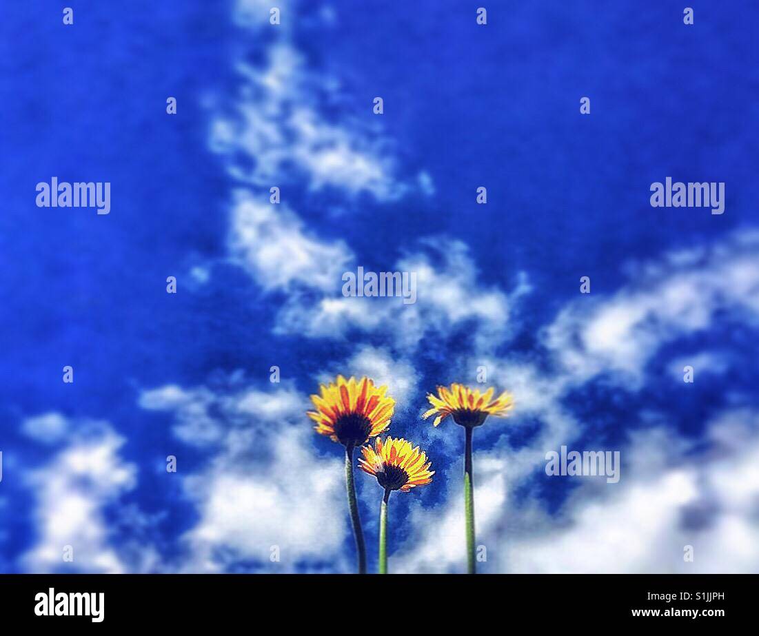 Three Gerbera flowers Stock Photo - Alamy