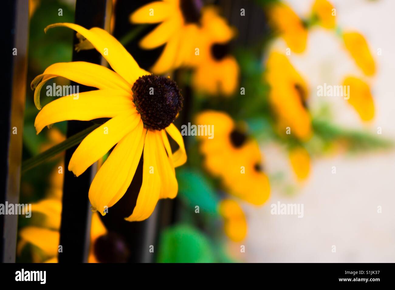 Yellow follower hi-res stock photography and images - Alamy