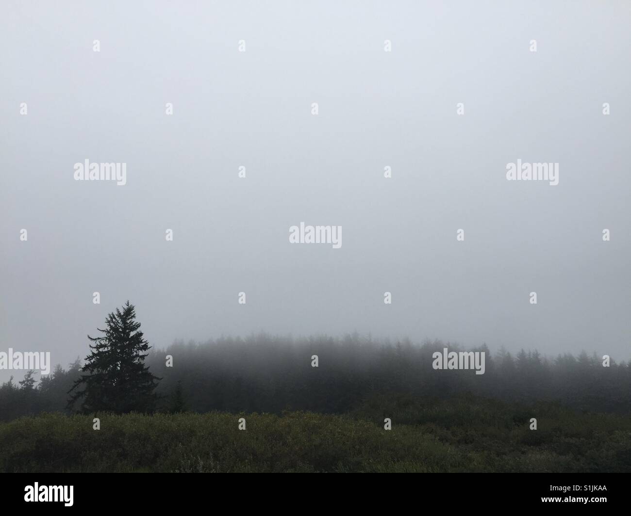Fog rolling through the forest Stock Photo - Alamy