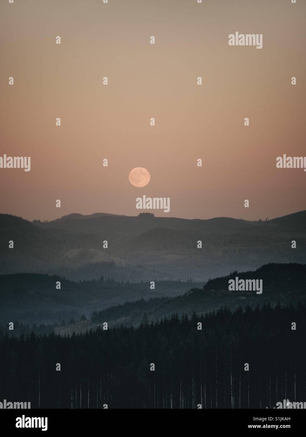 Moon in woods hi-res stock photography and images - Alamy
