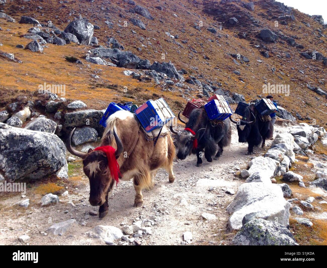 Yaks bringing supplies to villages in the Himalayas in Nepal Stock ...