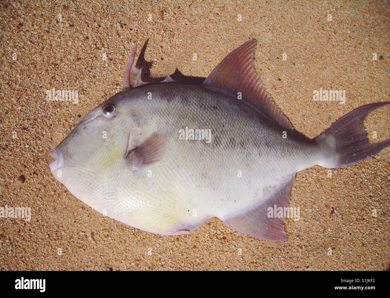 Fish lore hi-res stock photography and images - Alamy
