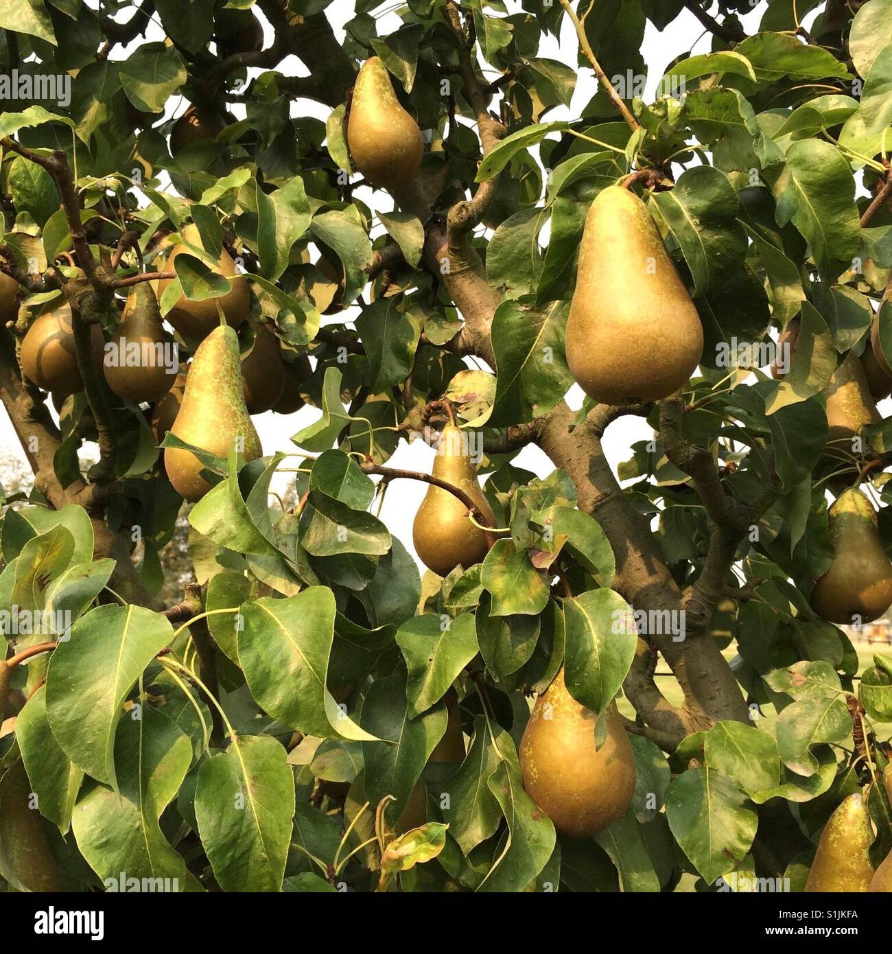 Pear orchard hi-res stock photography and images - Alamy