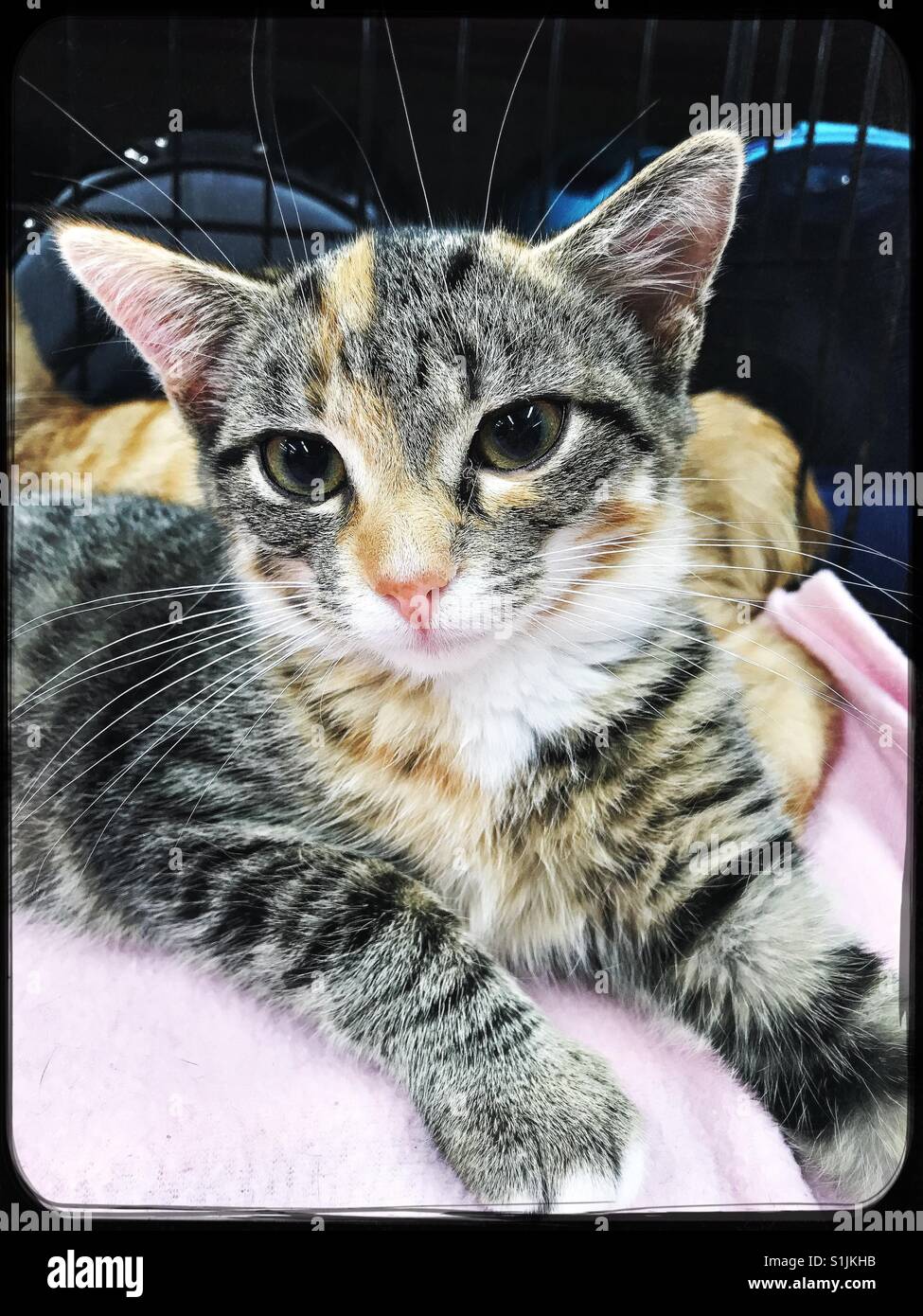 Torbie hi-res stock photography and images - Alamy