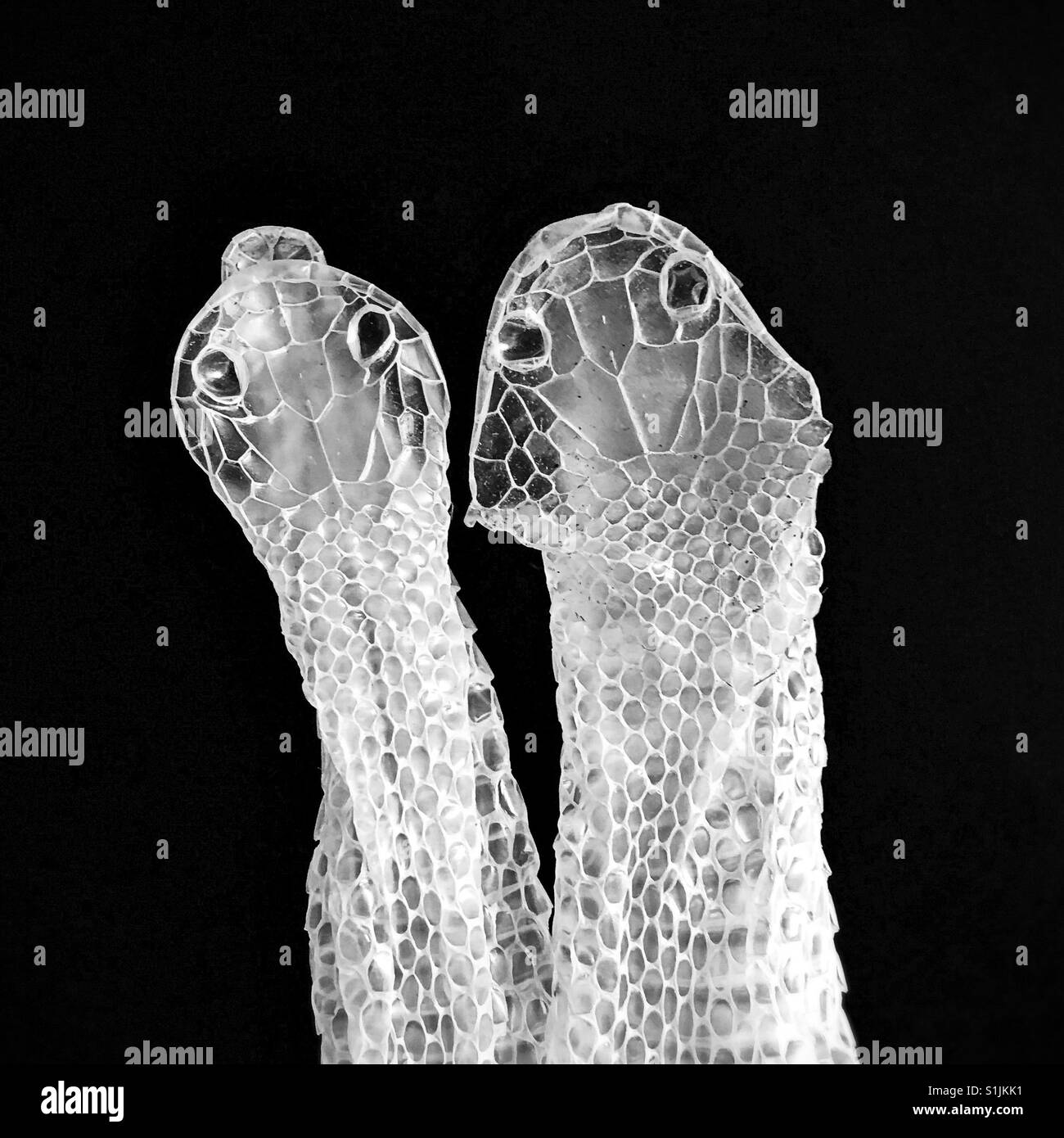 Snake skin shed hi-res stock photography and images - Alamy