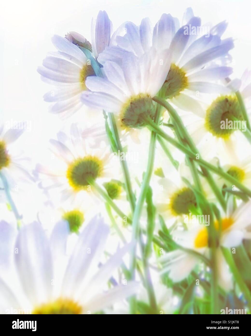 Botany colour hi-res stock photography and images - Alamy