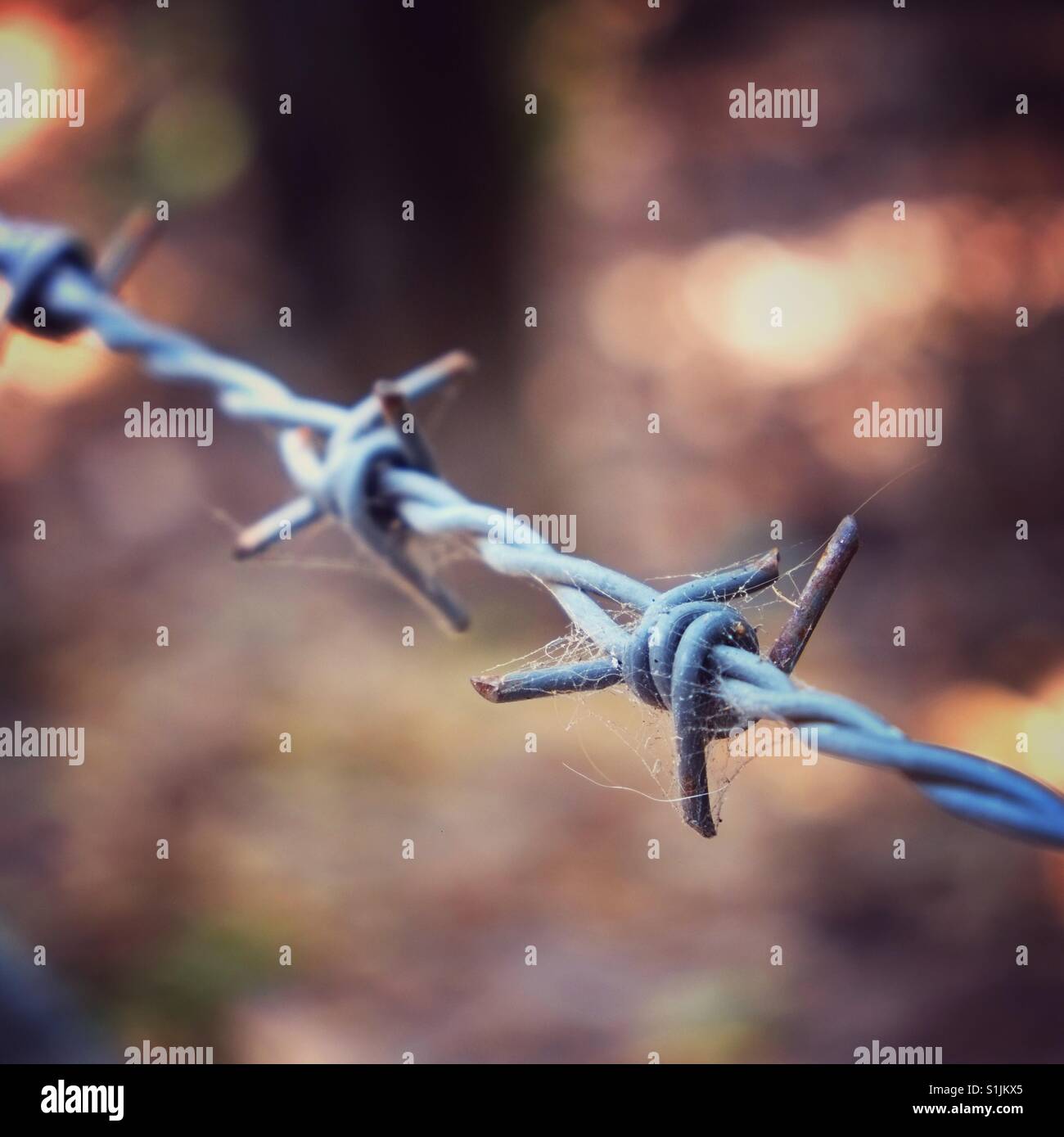 Wire web hi-res stock photography and images - Alamy