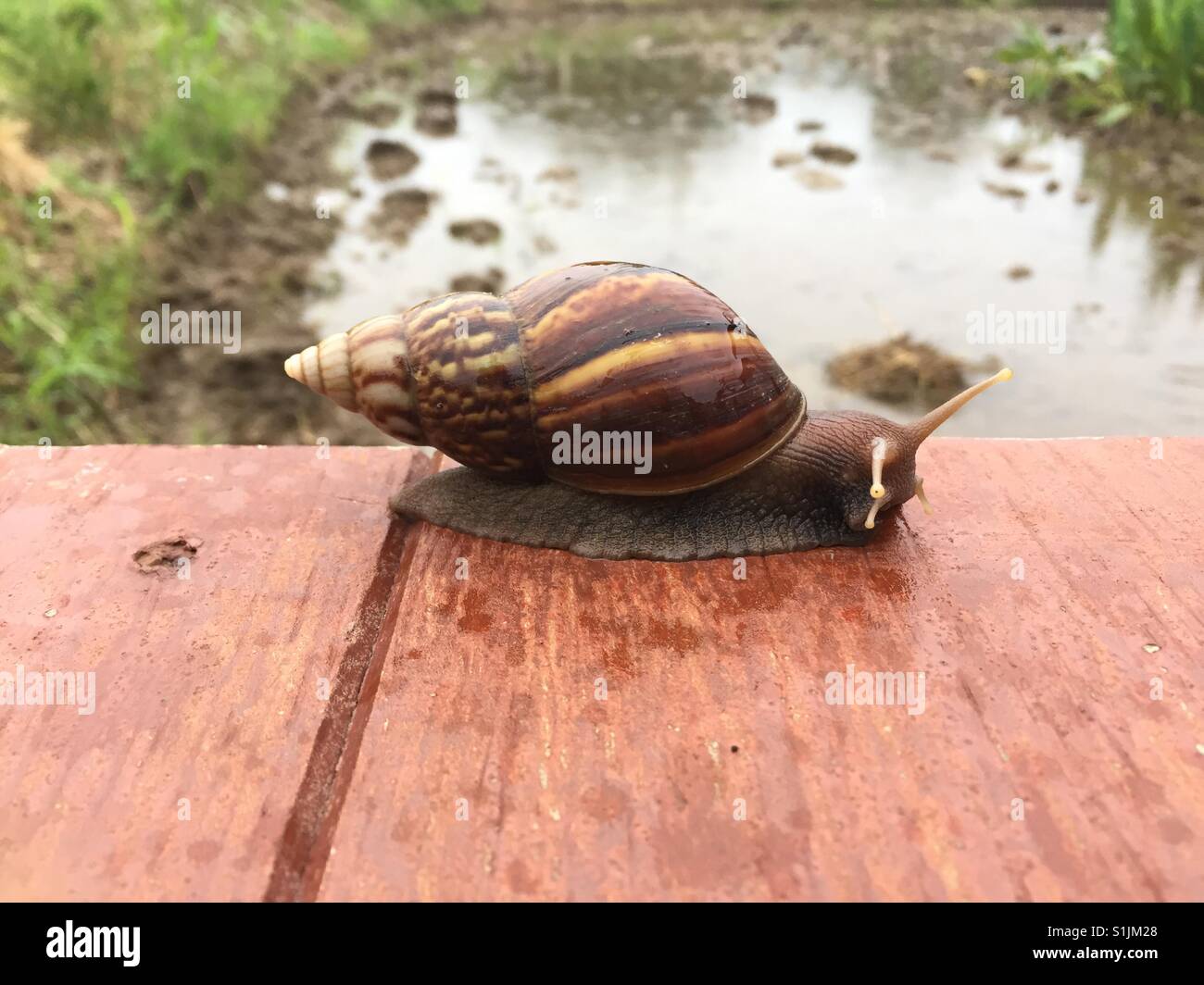 Slow and close hi-res stock photography and images - Alamy