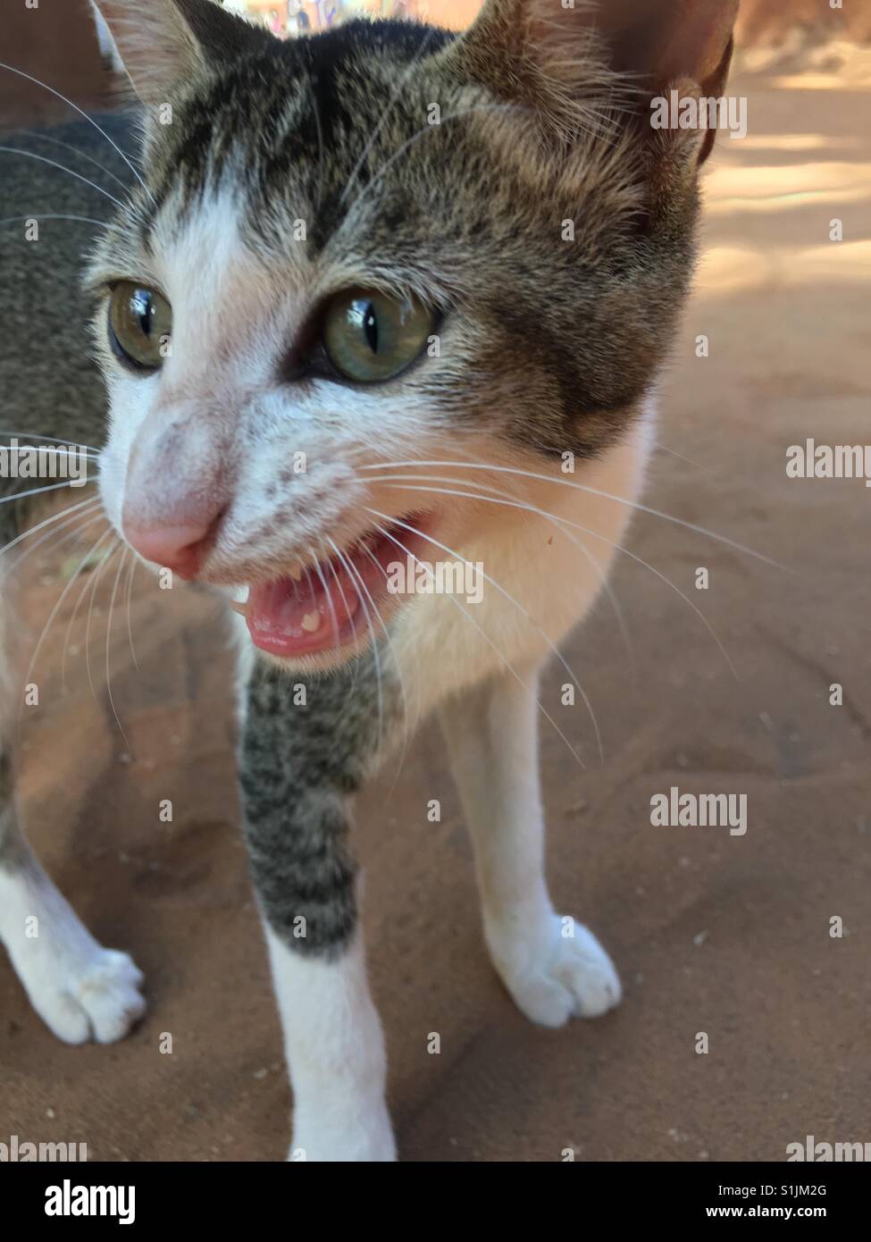 Cat showing teeth Stock Photo - Alamy