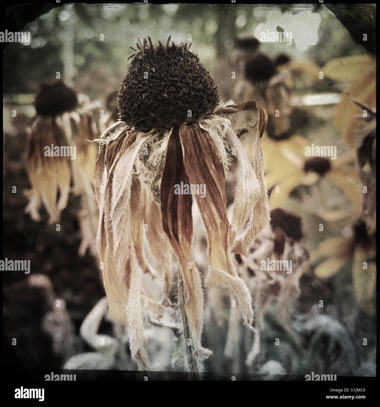 Withered daisy flower hi-res stock photography and images - Alamy