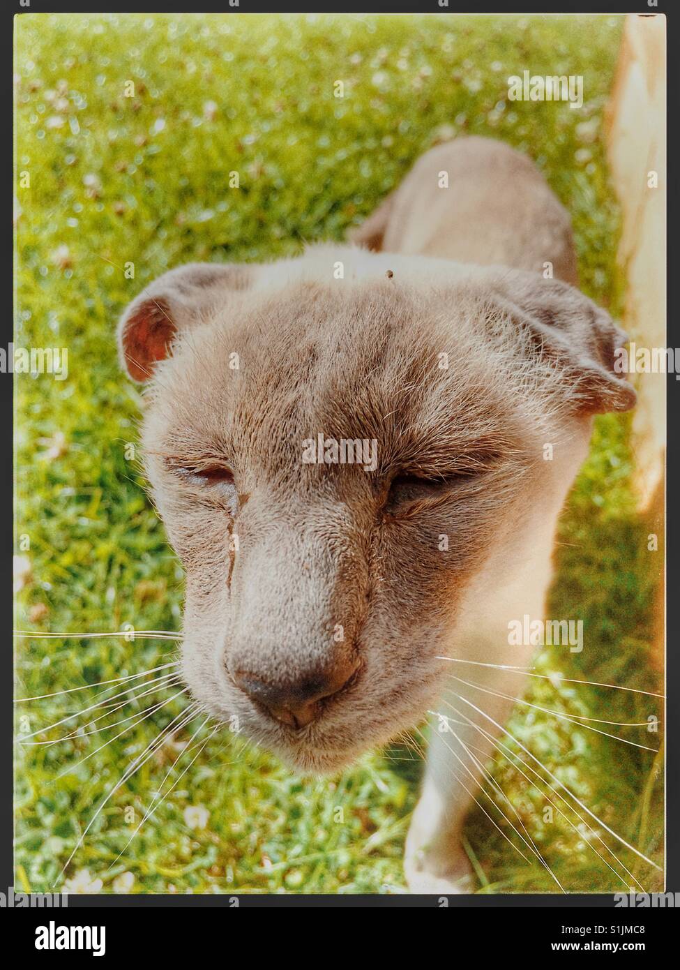 Hamilton The Hipster Cat Wallpaper