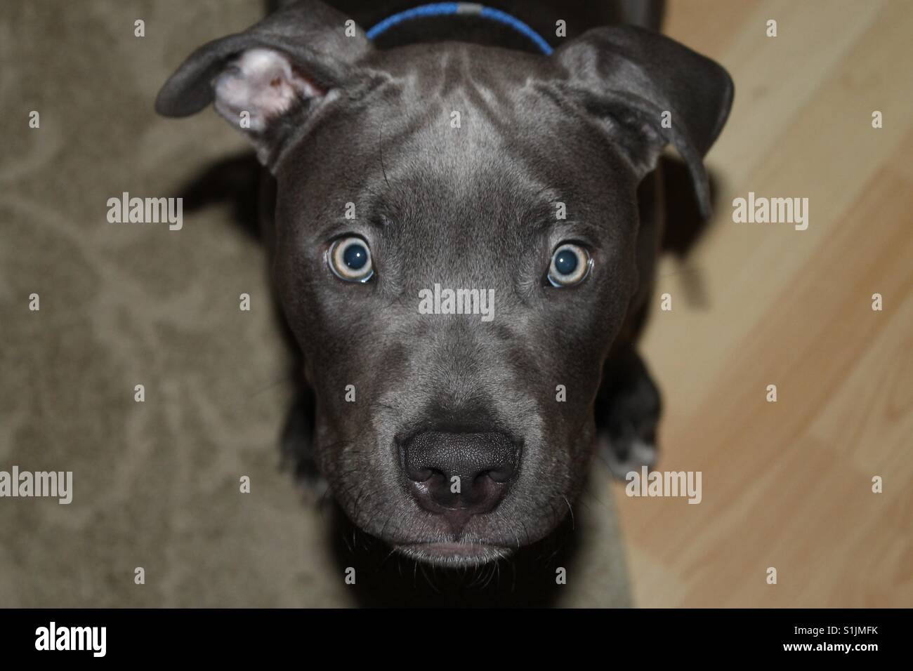 Posing puppies hi-res stock photography and images - Alamy